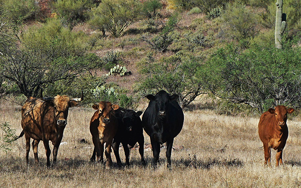 Arizona Trailblazers - Trip Report