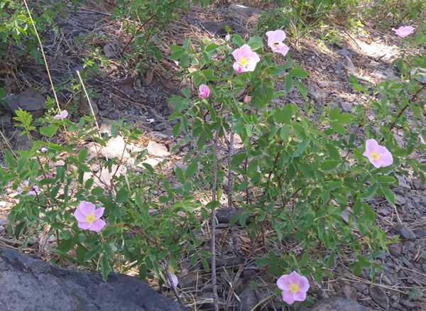 Arizona Trailblazers - Trip Report