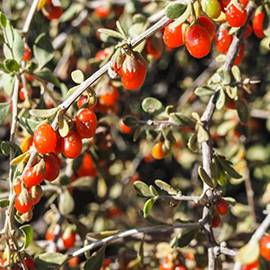 Arizona Trailblazers - Trip Report